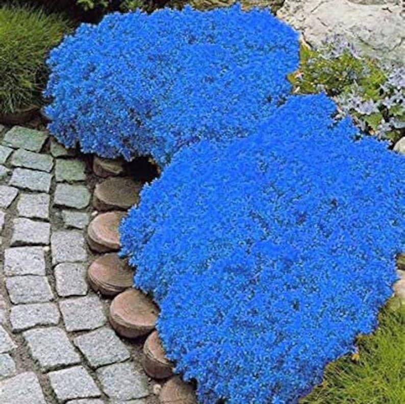 Blue Rock Cress Groundcover Plant aubrieta Hybrida Cascade - Etsy