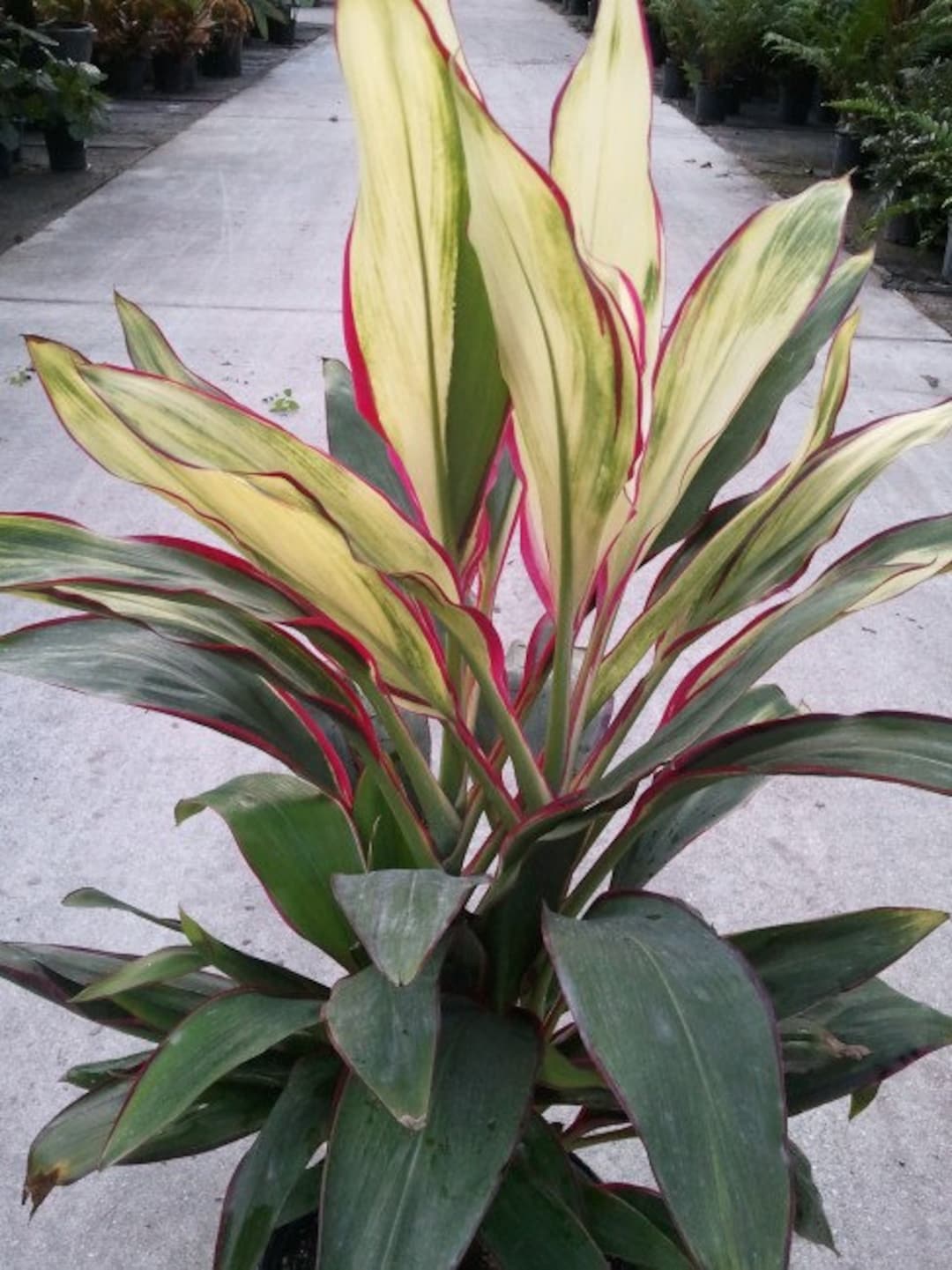 Candy Cane Cordyline Ti Plant Seeds - Etsy