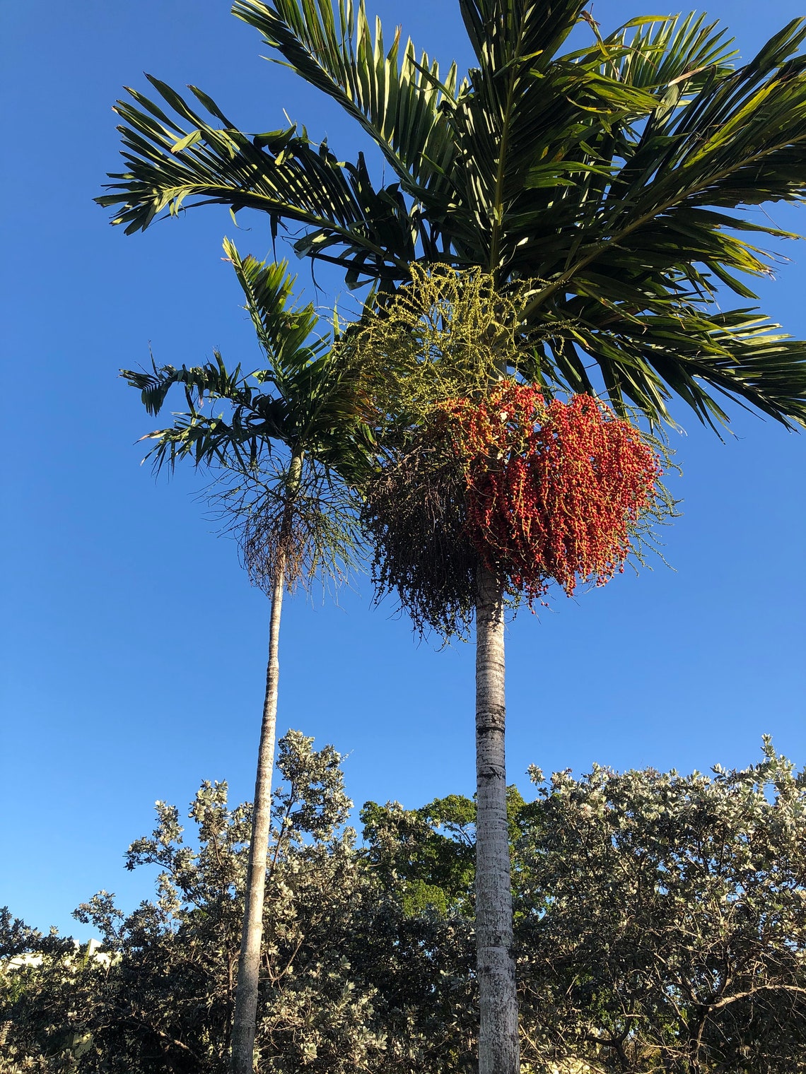 Alexander Palm Tree ptychosperma Elegans Seeds - Etsy