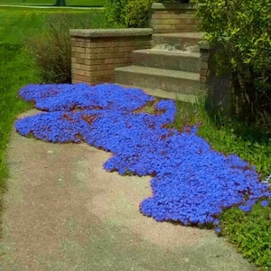 Blue Rock Cress Groundcover Plant (aubrieta Hybrida Cascade Blue) Seeds ...