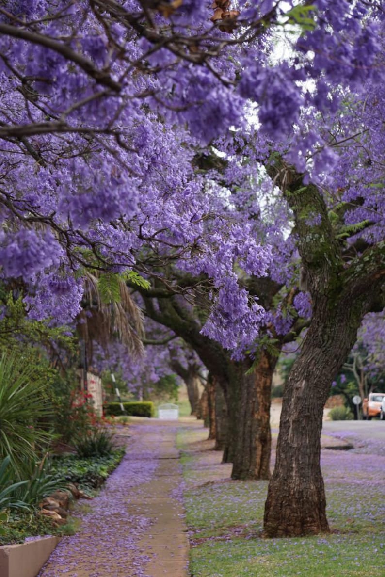 Blue Jacaranda Tree jacaranda Mimosaefolia Seeds - Etsy