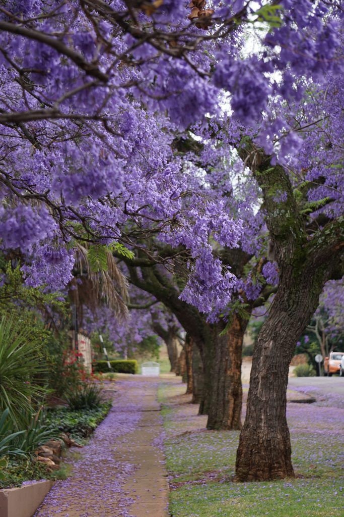 Blue Jacaranda Tree jacaranda Mimosaefolia Seeds - Etsy
