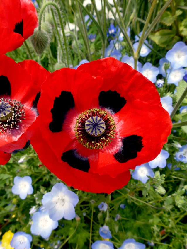 Lady Bird Poppy Flower (papaver Commutatum) Seeds - Etsy