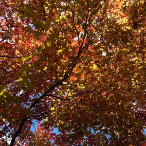 Moonfire Japanese Maple Tree (acer Palmatum 'moonfire') Seeds - NEW FOR ...