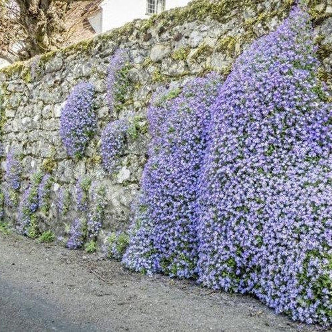 Pale Blue Rock Cress Groundcover Plant (aubrieta Hybrida Graeca Pale ...