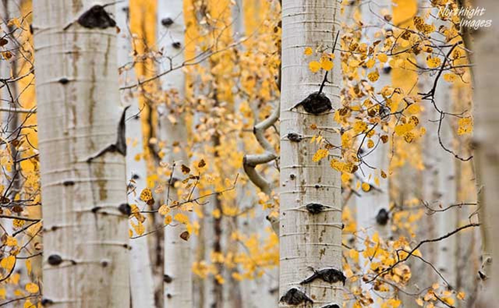 Golden Quaking Aspen Tree (populus Tremuloides) Seeds - Etsy