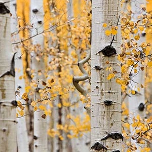 Golden Quaking Aspen Tree (populus Tremuloides) Seeds - Etsy