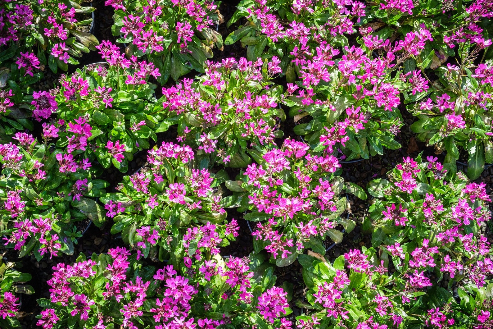 Spring Charm Rock Cress Groundcover Plant (arabis Biepharophylla) Seeds ...