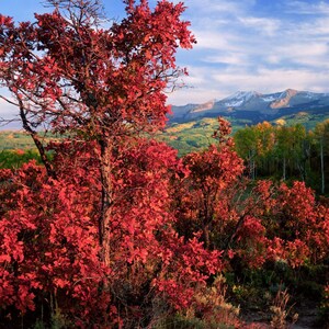 Douglas Maple Tree (acer Glabrum Var Douglasii) Seeds - Etsy