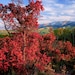 Douglas Maple Tree (acer Glabrum Var Douglasii) Seeds - Etsy