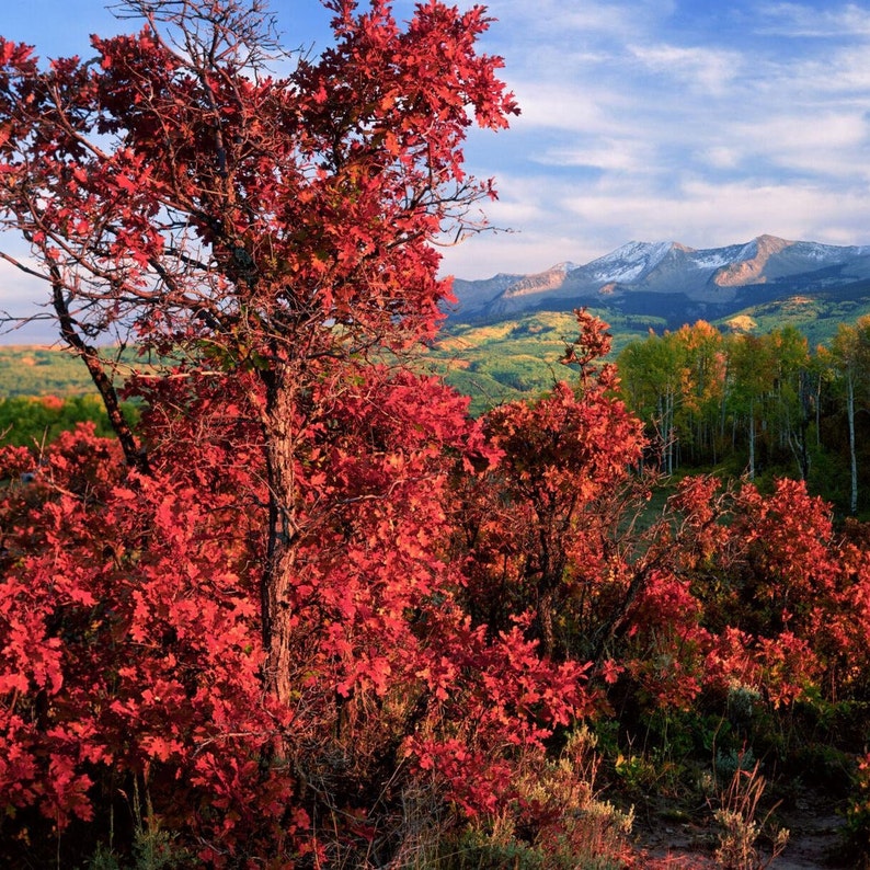Douglas Maple Tree (acer Glabrum Var Douglasii) Seeds - Etsy