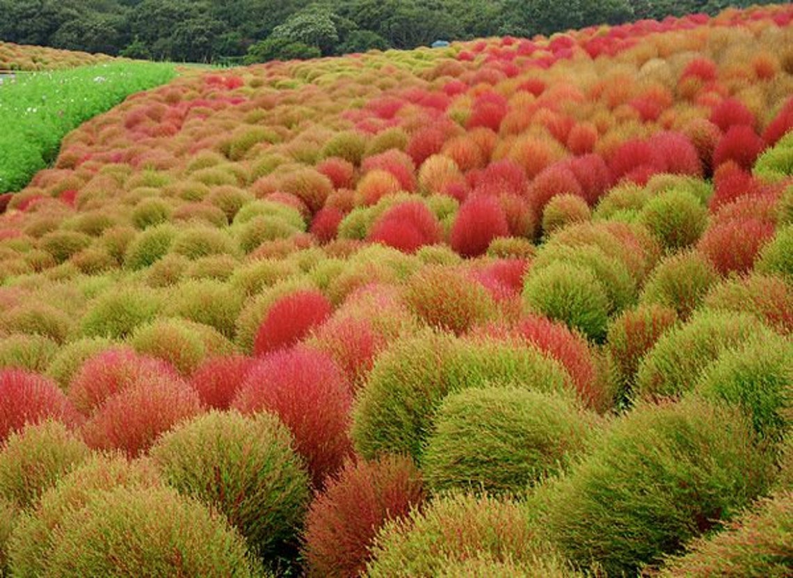 Kochia Burning Ornamental Grass kochia Trichophylla Seeds - Etsy