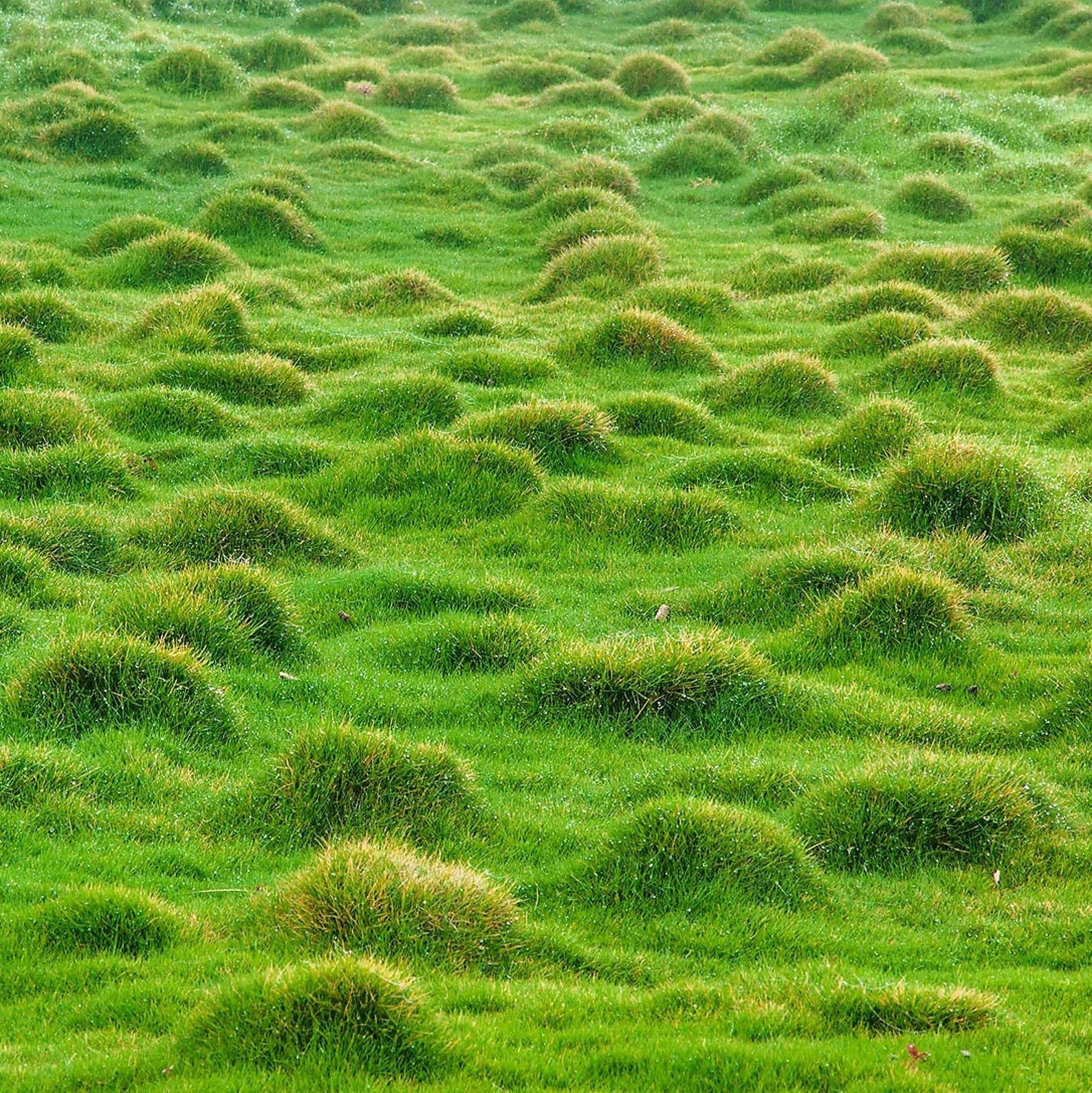 Korean Zoysia Ornamental Grass Zoysia Japonica Seeds Etsy