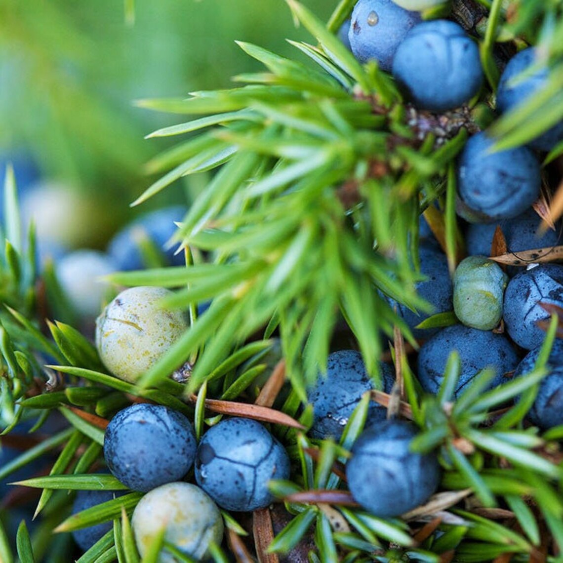 Common Juniper Tree juniperus Communis Seeds - Etsy