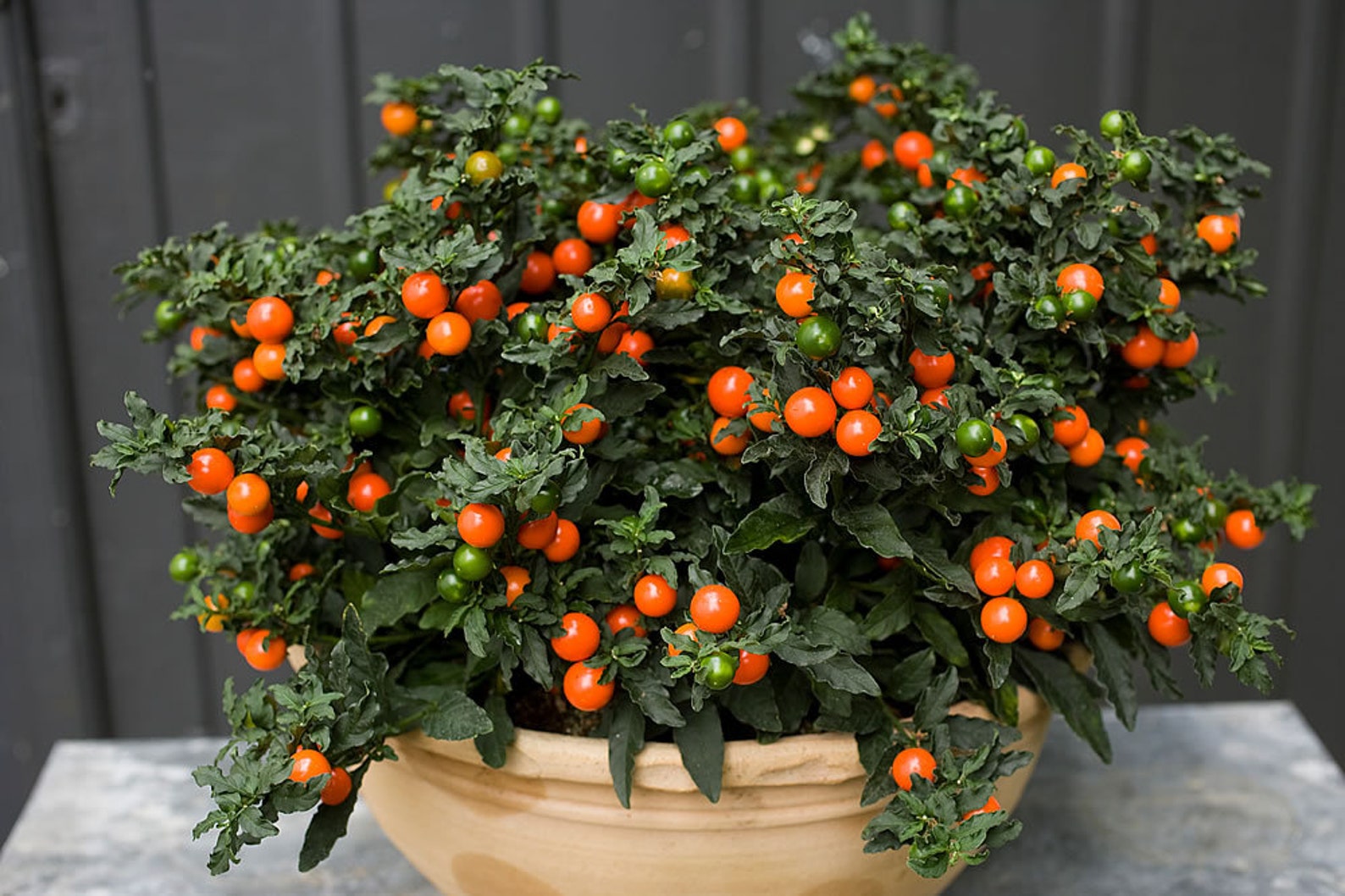 Jerusalem Cherry Plant solanum Pseudocapsicum Seeds - Etsy
