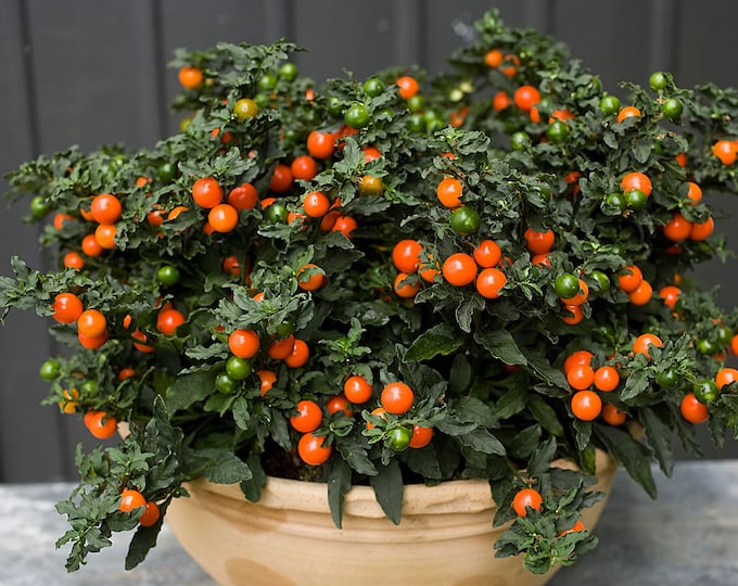 Jerusalem Cherry Plant (solanum Pseudocapsicum) Seeds - Etsy