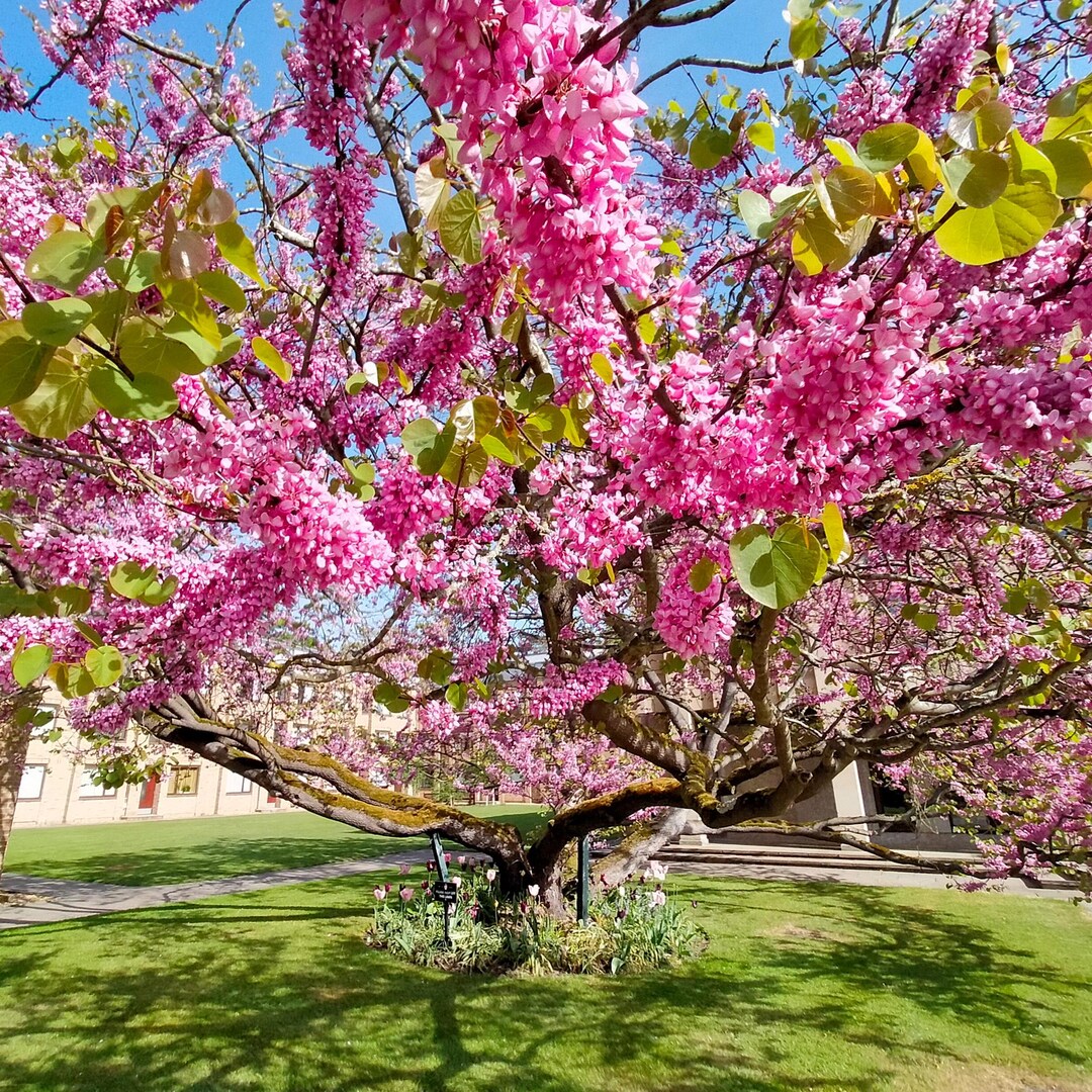 Judas Redbud Tree (cercis Siliquastrum) Seeds - Etsy