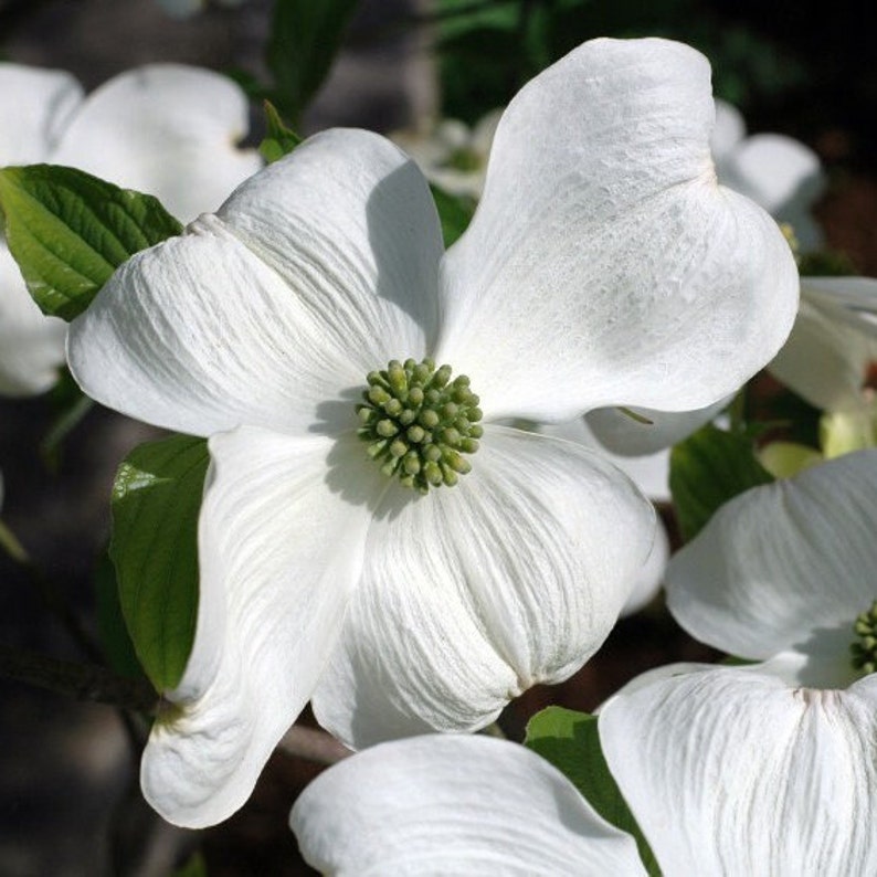Cherokee Princess Flowering Dogwood Tree (cornus Florida 'cherokee ...