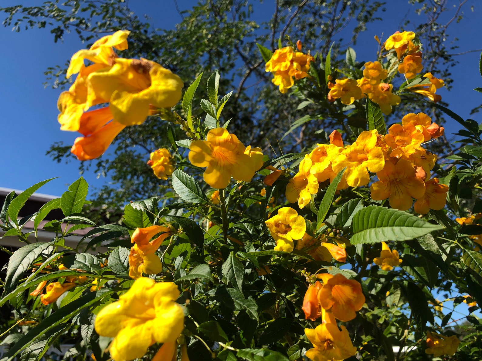 Yellow Elder Tree (tecoma Stans) Seeds - Etsy