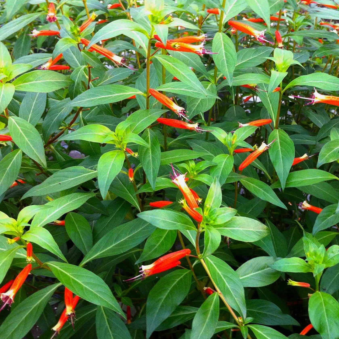 Mexican Cigar Plant cuphea Ignea Coanscarlet Seeds - Etsy Canada