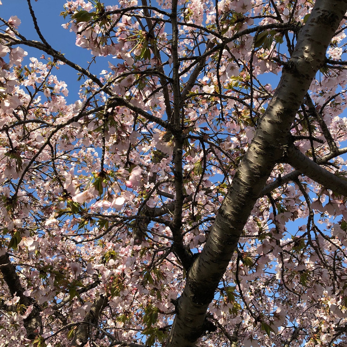 Higan Japanese Flowering Cherry Tree prunus Subhirtella - Etsy