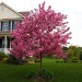 Himalayan Crabapple Tree (malus Baccata) Seeds - Etsy
