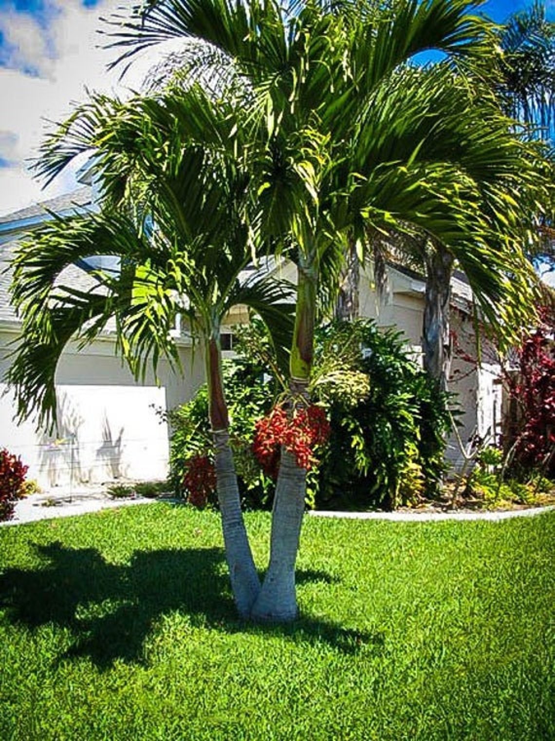 Christmas Palm Tree (adonidia Merrillii) Seeds - Etsy