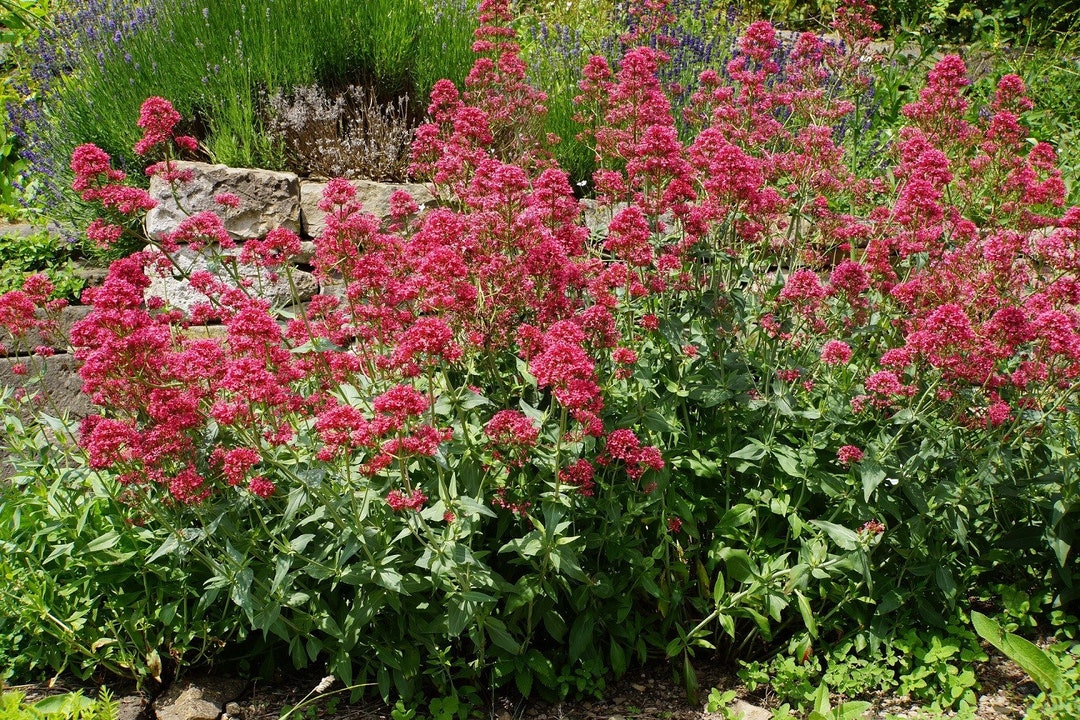 Jupiter's Beard / Red Valerian (centranthus Ruber) Seeds - Etsy
