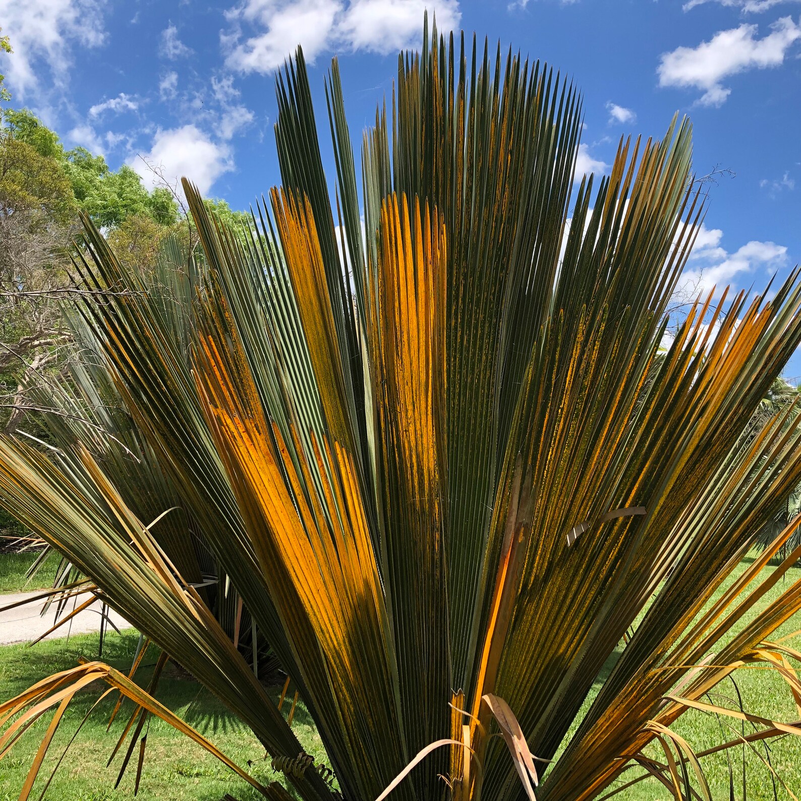 Jata Palm Tree copernicia Rigida Seeds LIMITED BATCH - Etsy