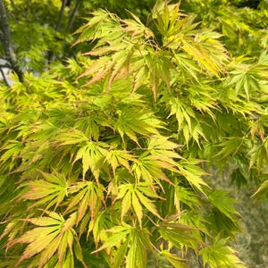 Omure Yama Japanese Maple Tree (acer Palmatum 'omure Yama') Seeds - NEW ...
