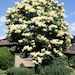 Japanese Amur Lilac Tree syringa Amurensis Japonica Seeds - Etsy