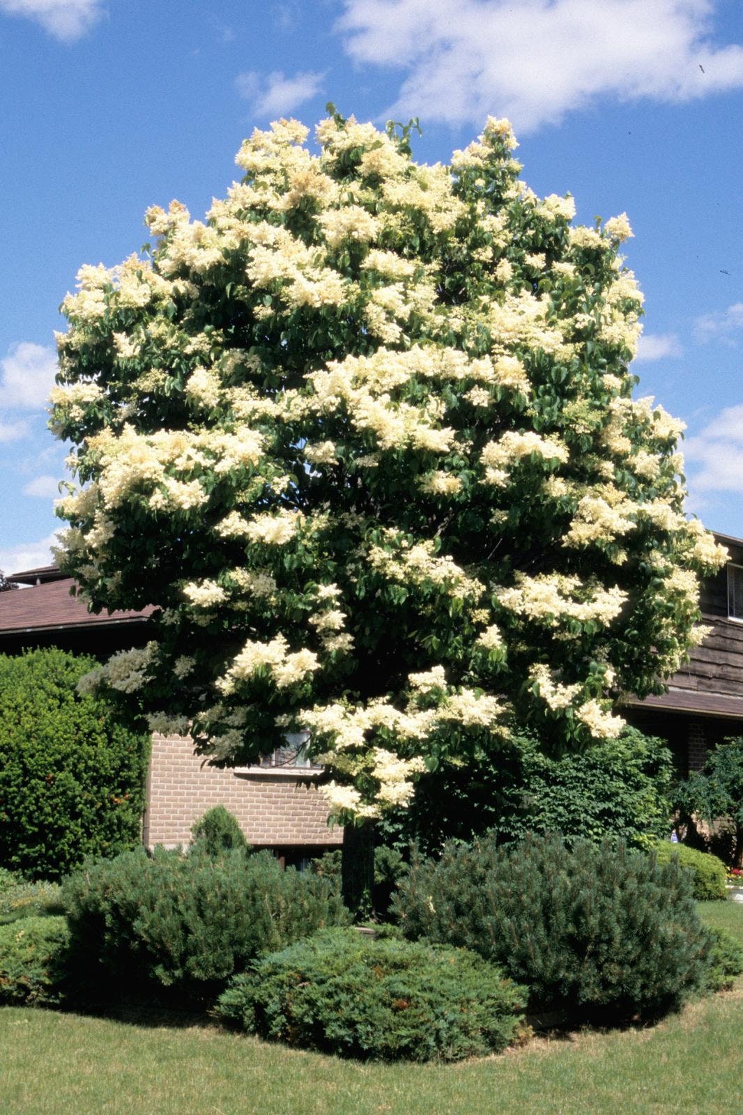 Japanese Amur Lilac Tree (syringa Amurensis Japonica) Seeds - Etsy