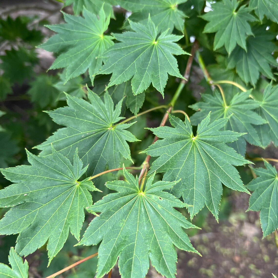 Junihitoe Full Moon Japanese Maple Tree (acer Shirasawanum 'junihitoe ...