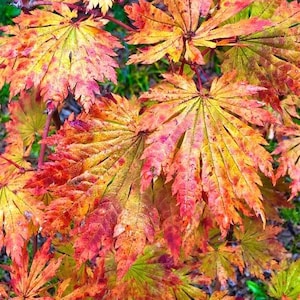 Yama Kagi Full Moon Japanese Maple Tree (acer Japonicum 'yama Kagi ...