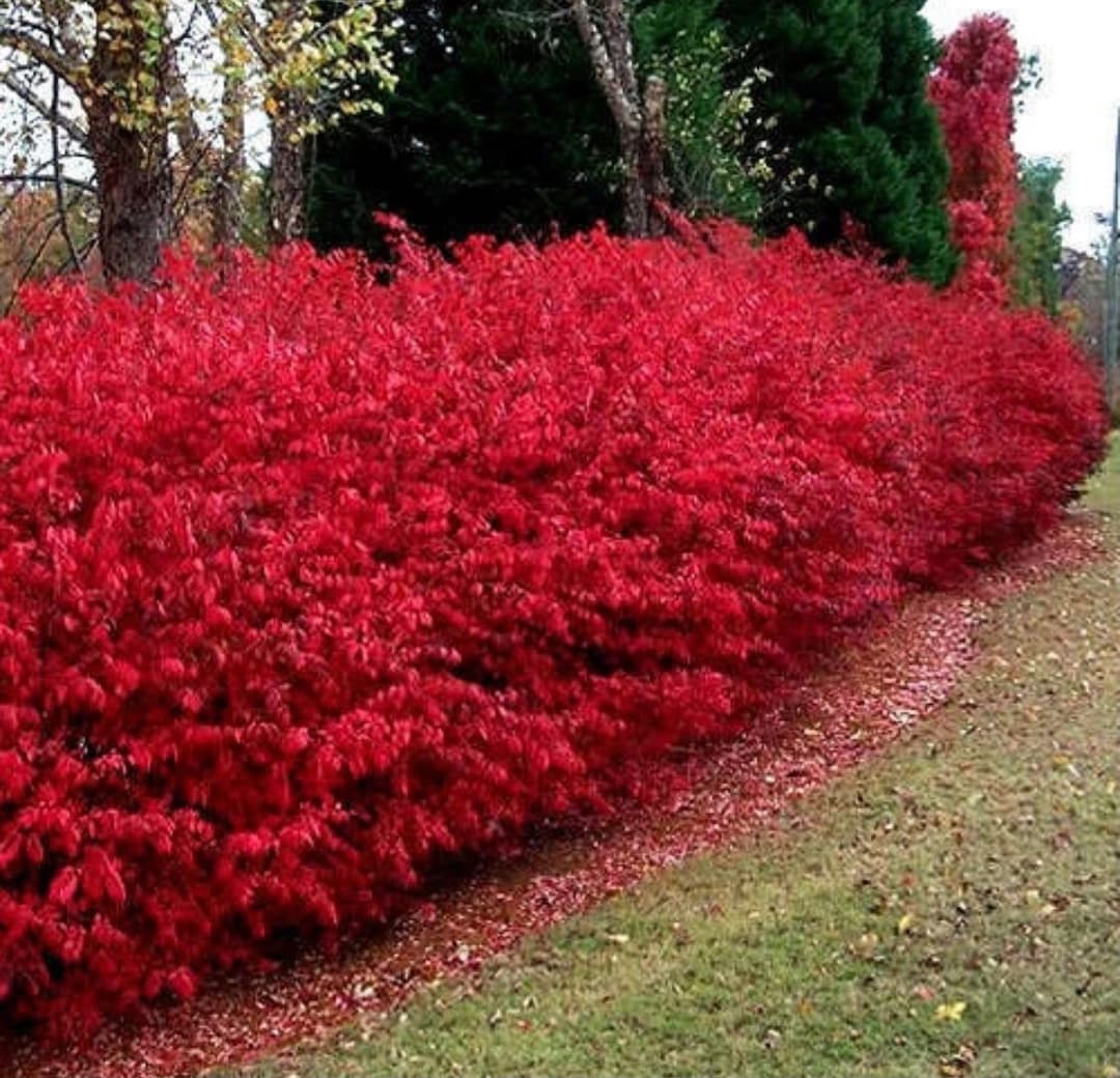 Scarlet Red Burning Bush Plant (euonymus Atropurpureus) Seeds - Etsy