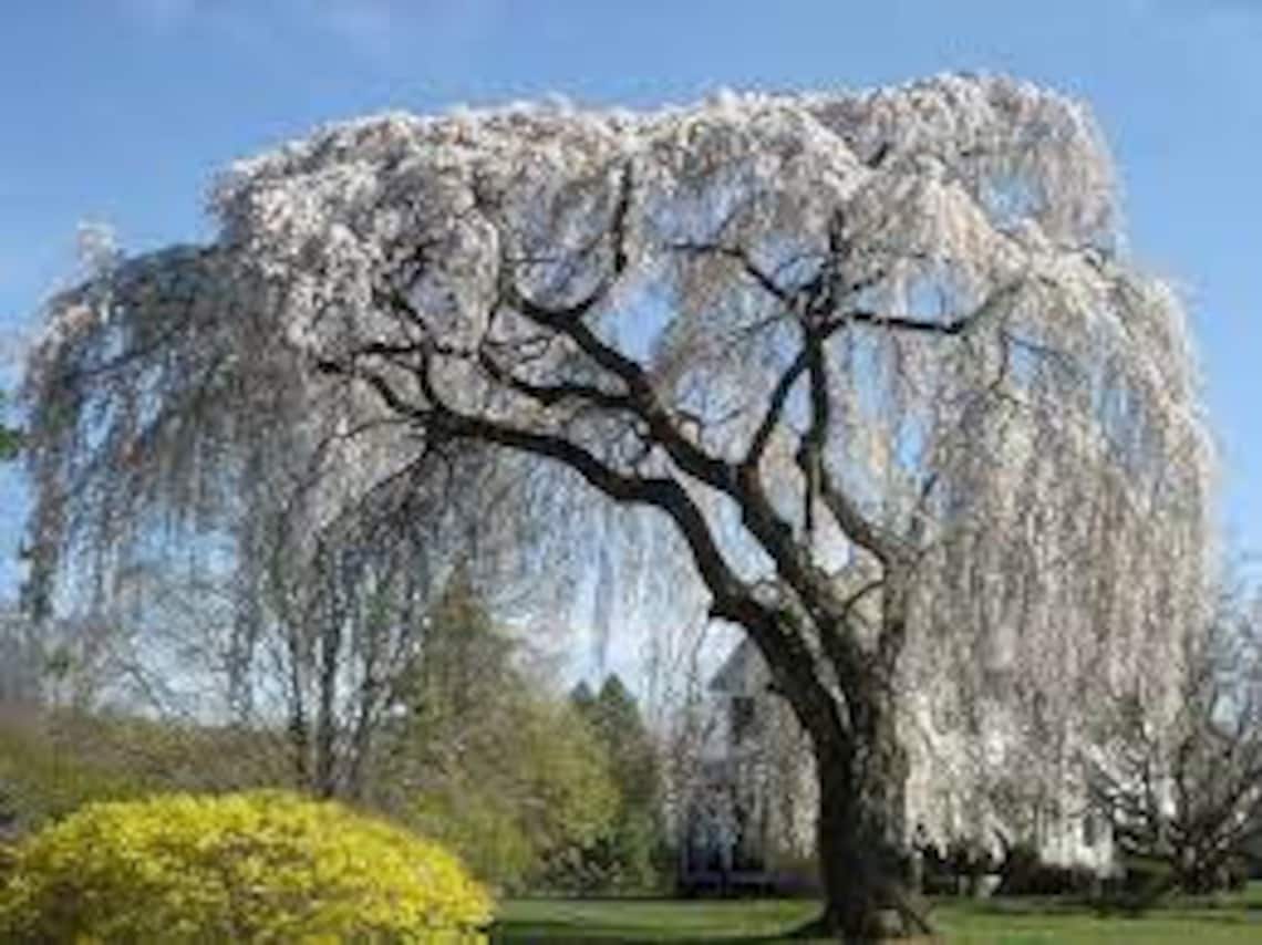 Weeping Yoshino Japanese Flowering Cherry Tree (prunus Yeodensis ...