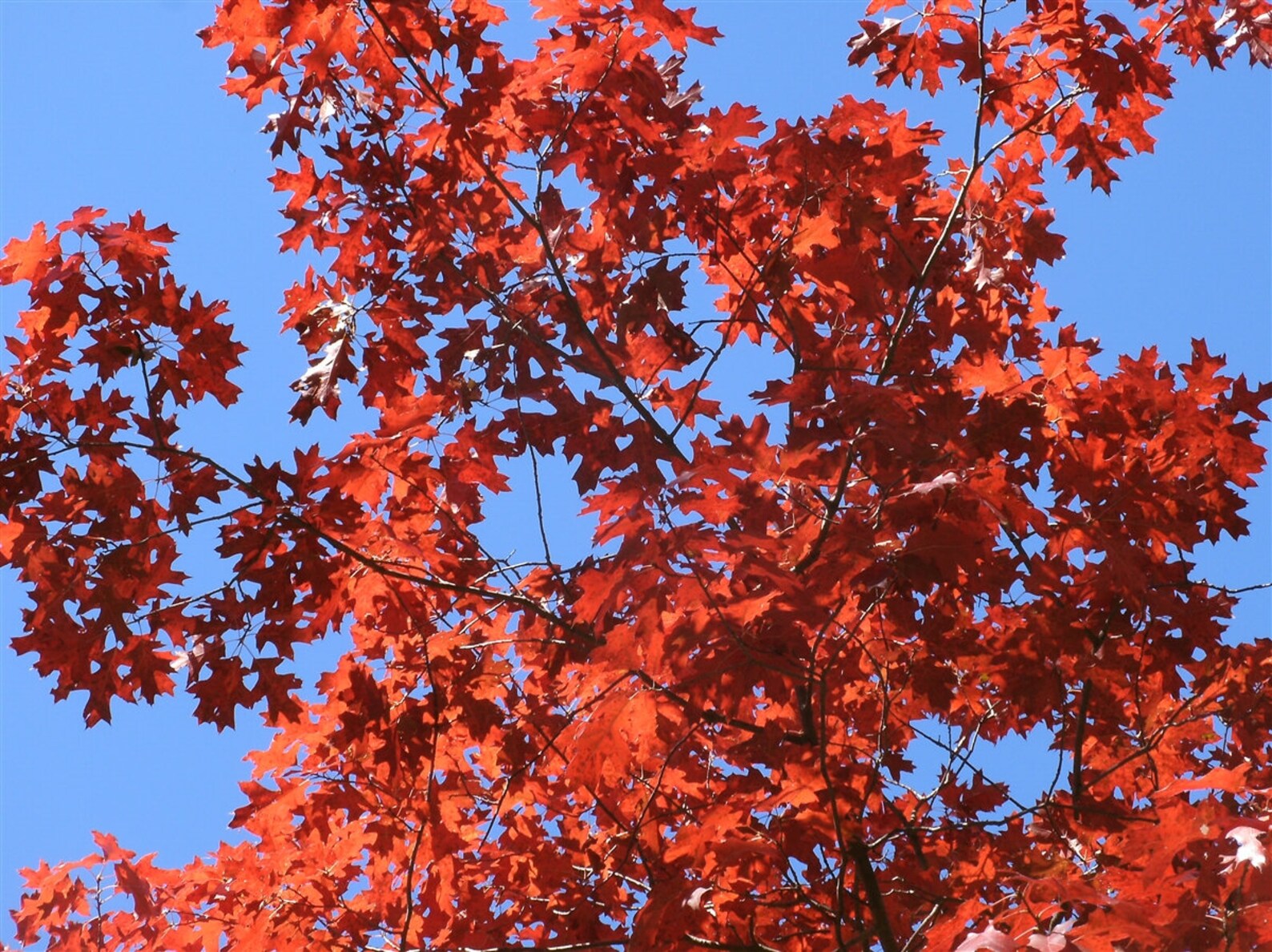Scarlet Red Oak Tree Seeds - Etsy