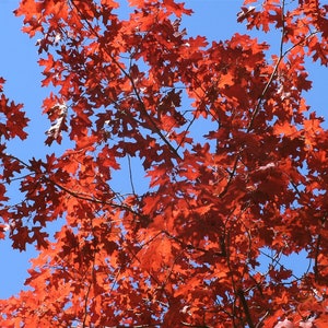 Scarlet Red Oak Tree Seeds - Etsy