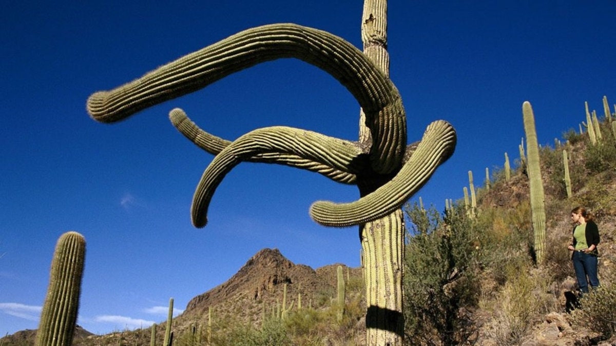 Saguaro Cactus Plant (carnegiea Gigantea) Seeds - Etsy