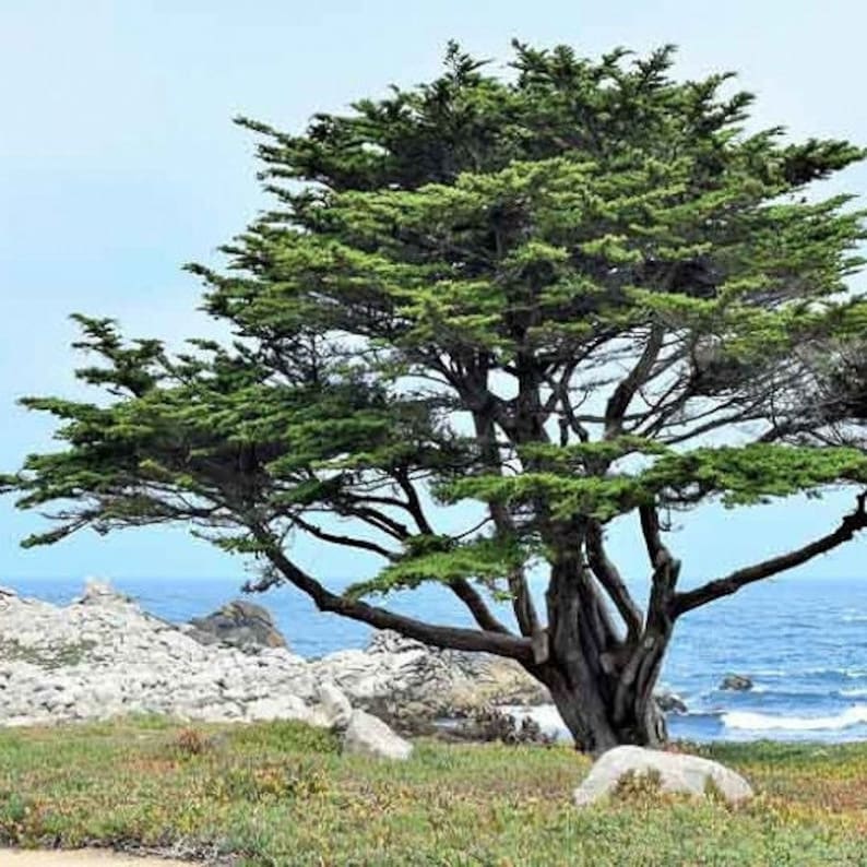 Monterey Cypress Tree (cupressus Macrocarpa) Seeds - Etsy