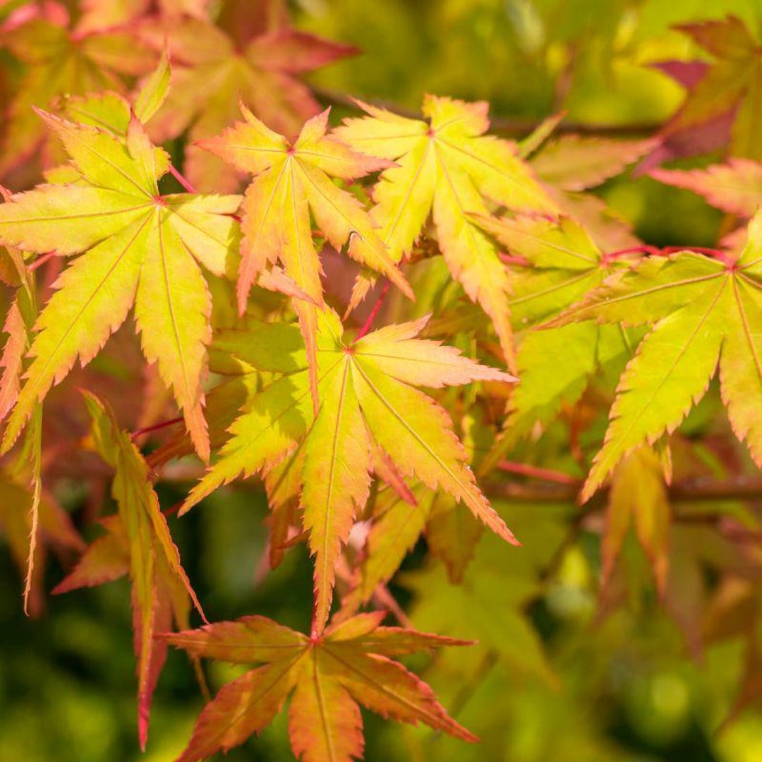 Summer Gold Japanese Maple Tree (acer Palmatum 'summer Gold') Seeds ...