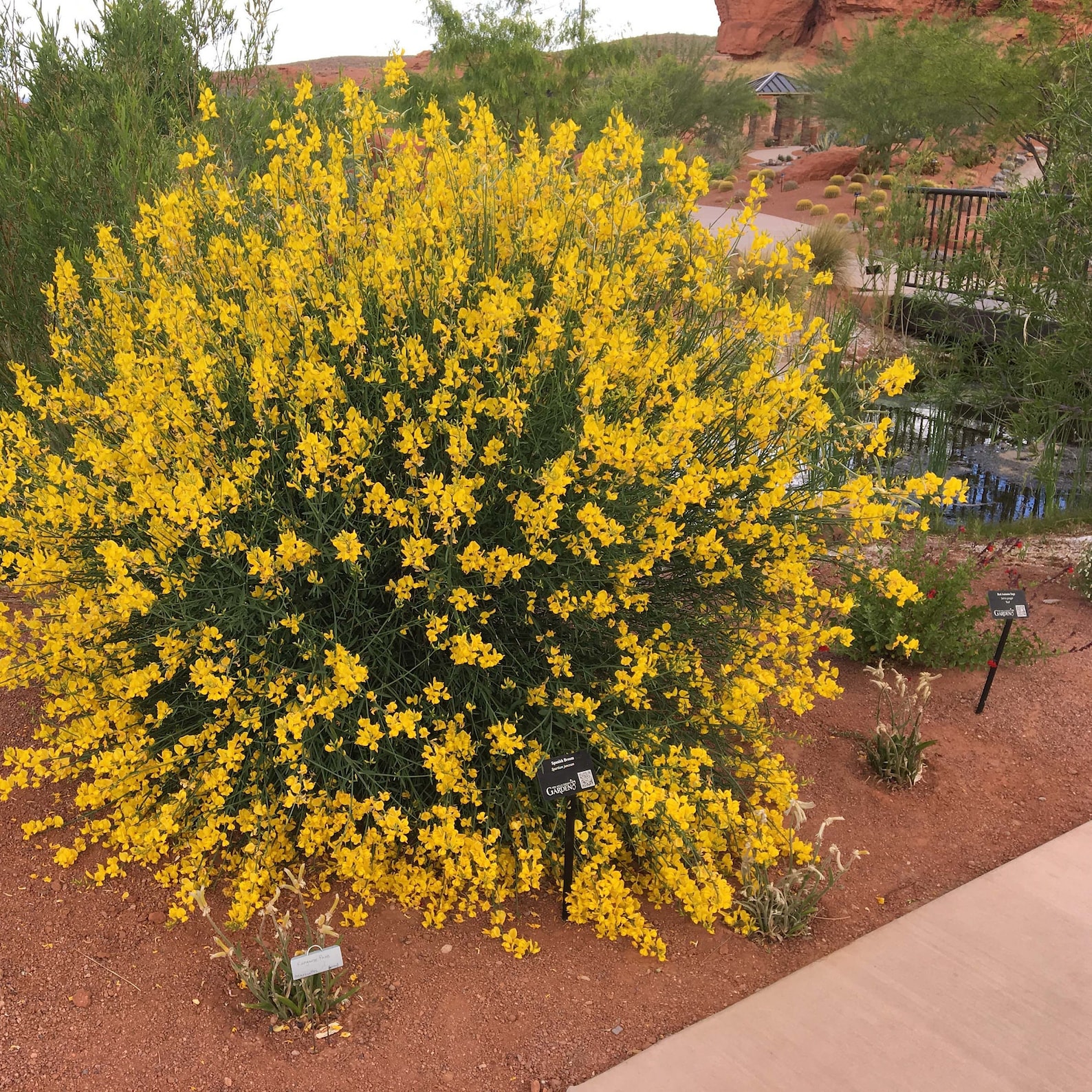 Spanish Broom Plant (spartium Junceum) Seeds - Etsy