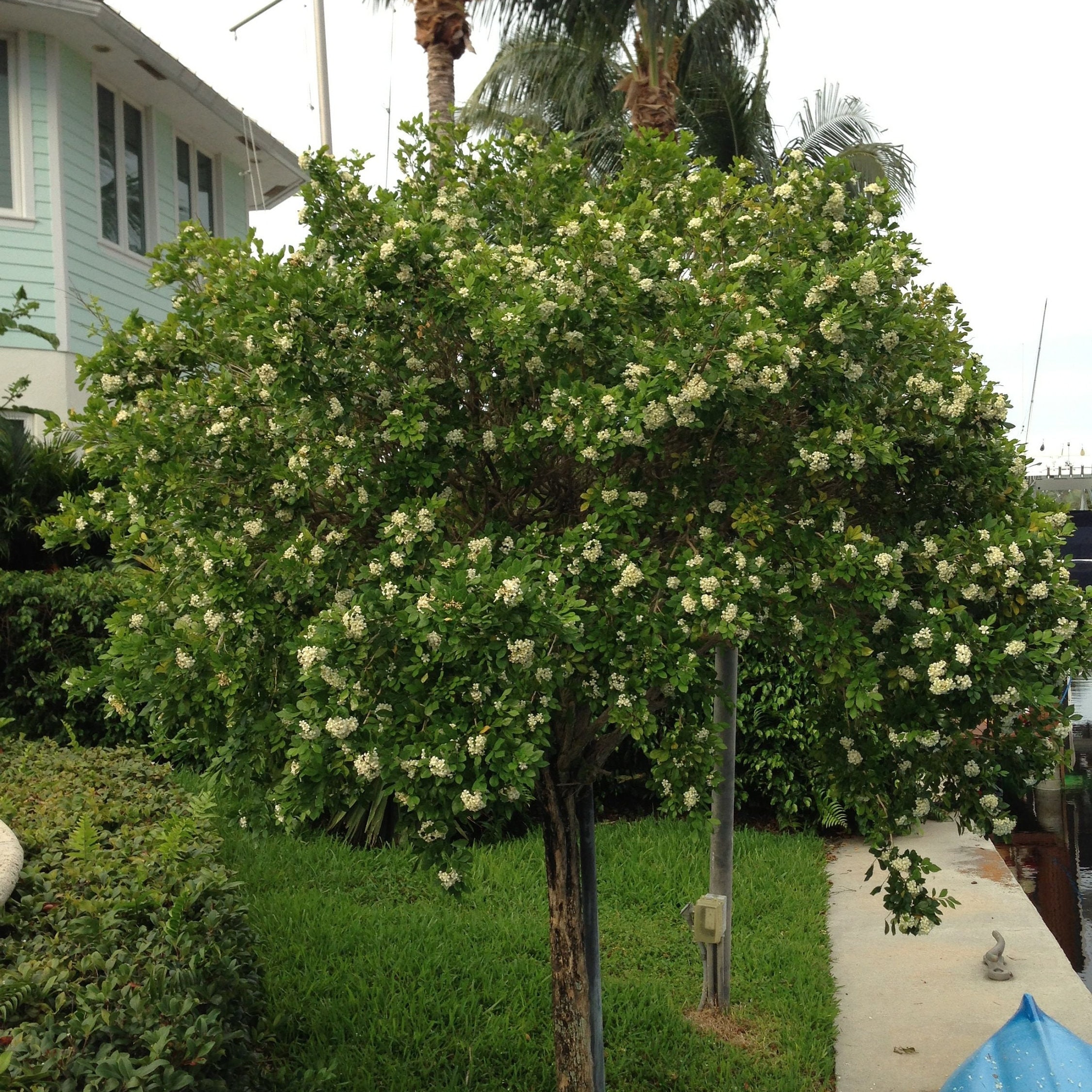Orange Lakeview Jasmine Plant murraya Paniculata Seeds - Etsy