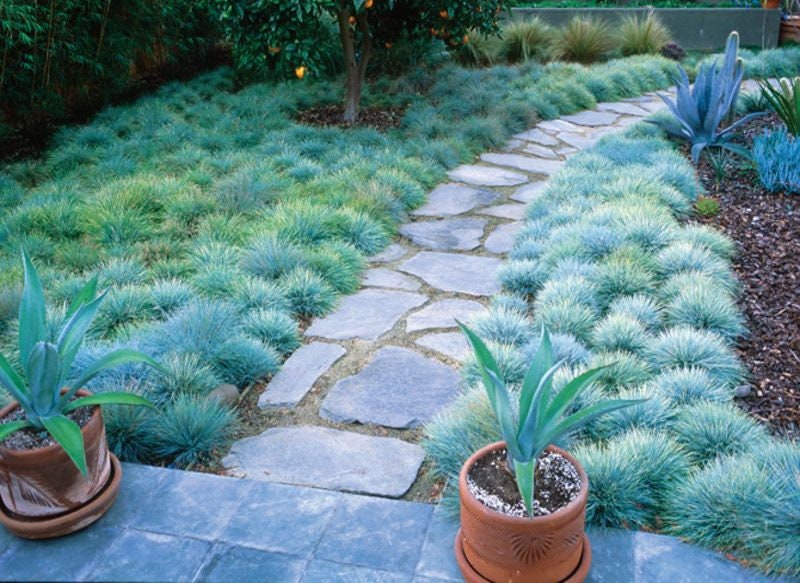 Elijah Blue Fescue Ornamental Grass festuca Ovina Glauca - Etsy Australia