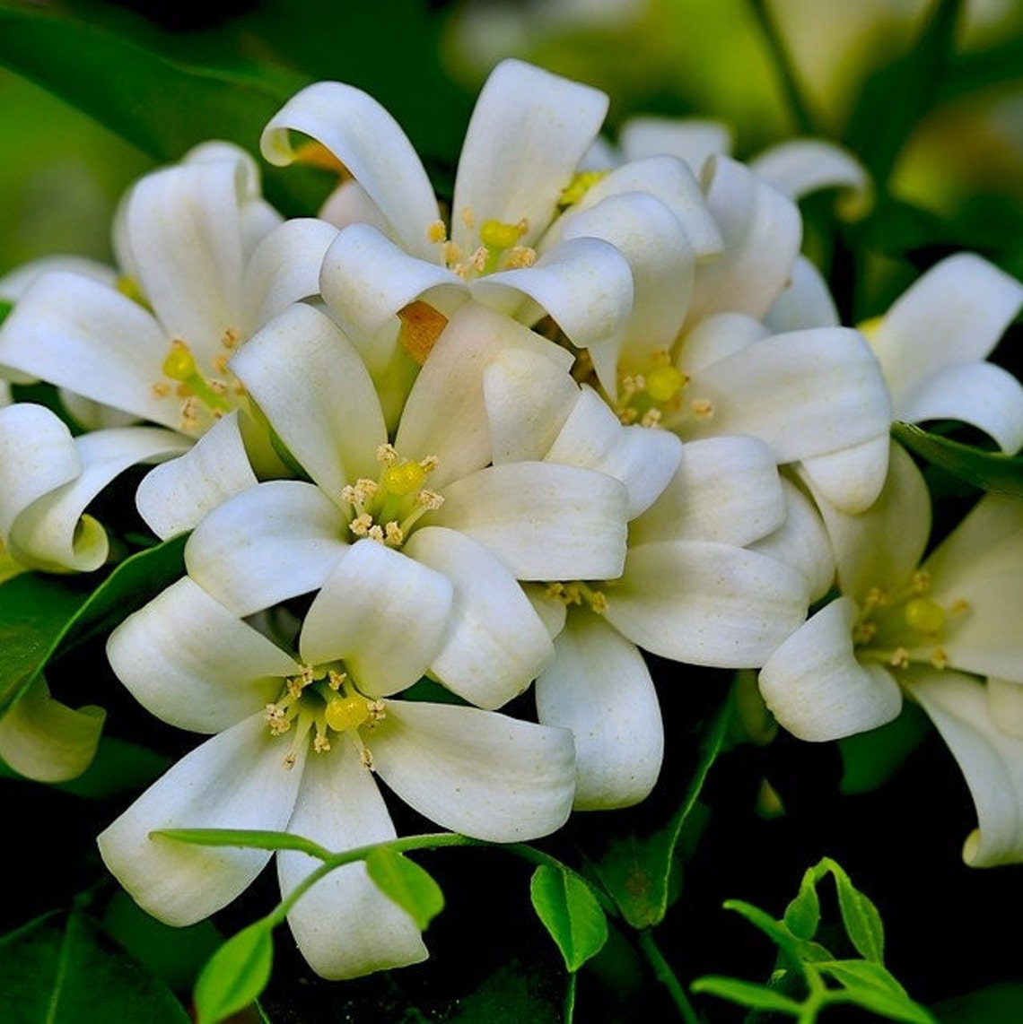 Orange Lakeview Jasmine Plant (murraya Paniculata) Seeds - Etsy
