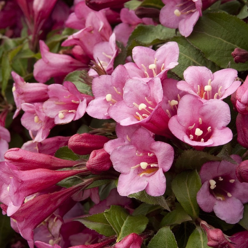 Weigela Bush weigela Florida Seeds - Etsy