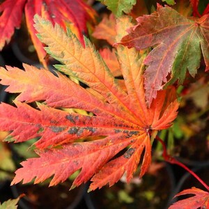 Yama Kagi Full Moon Japanese Maple Tree (acer Japonicum 'yama Kagi ...