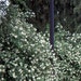 Mock Orange Plant (philadelphus Coronarius) Seeds - Etsy