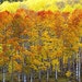 Golden Quaking Aspen Tree (populus Tremuloides) Seeds - Etsy