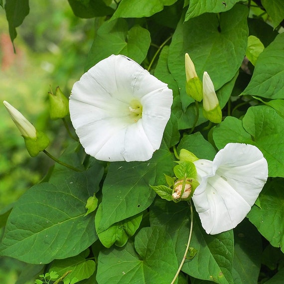 Moonflower Trellis Tree